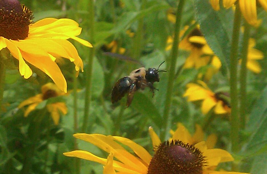 Baxter – Susan Foust Aluminum Photos